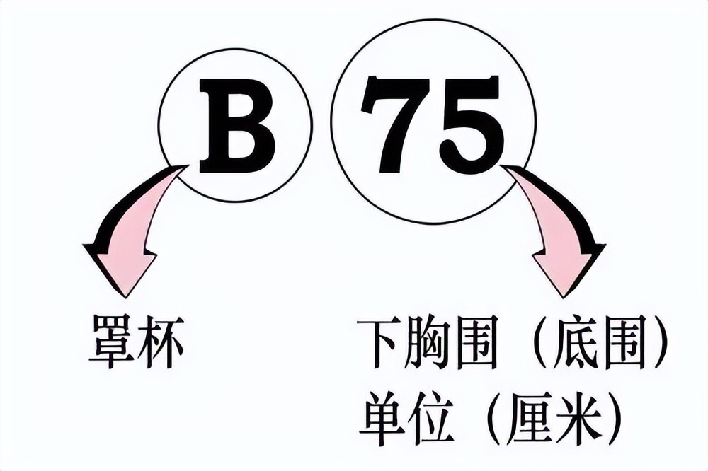 内衣周刊 | 爱戴科普：你真的知道 75B 是指什么吗？ - 内衣周刊